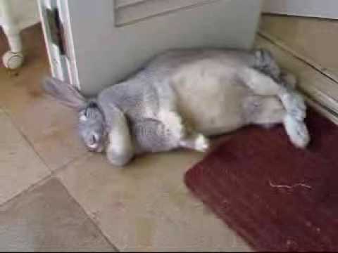 Bunny Tummy up - YouTube