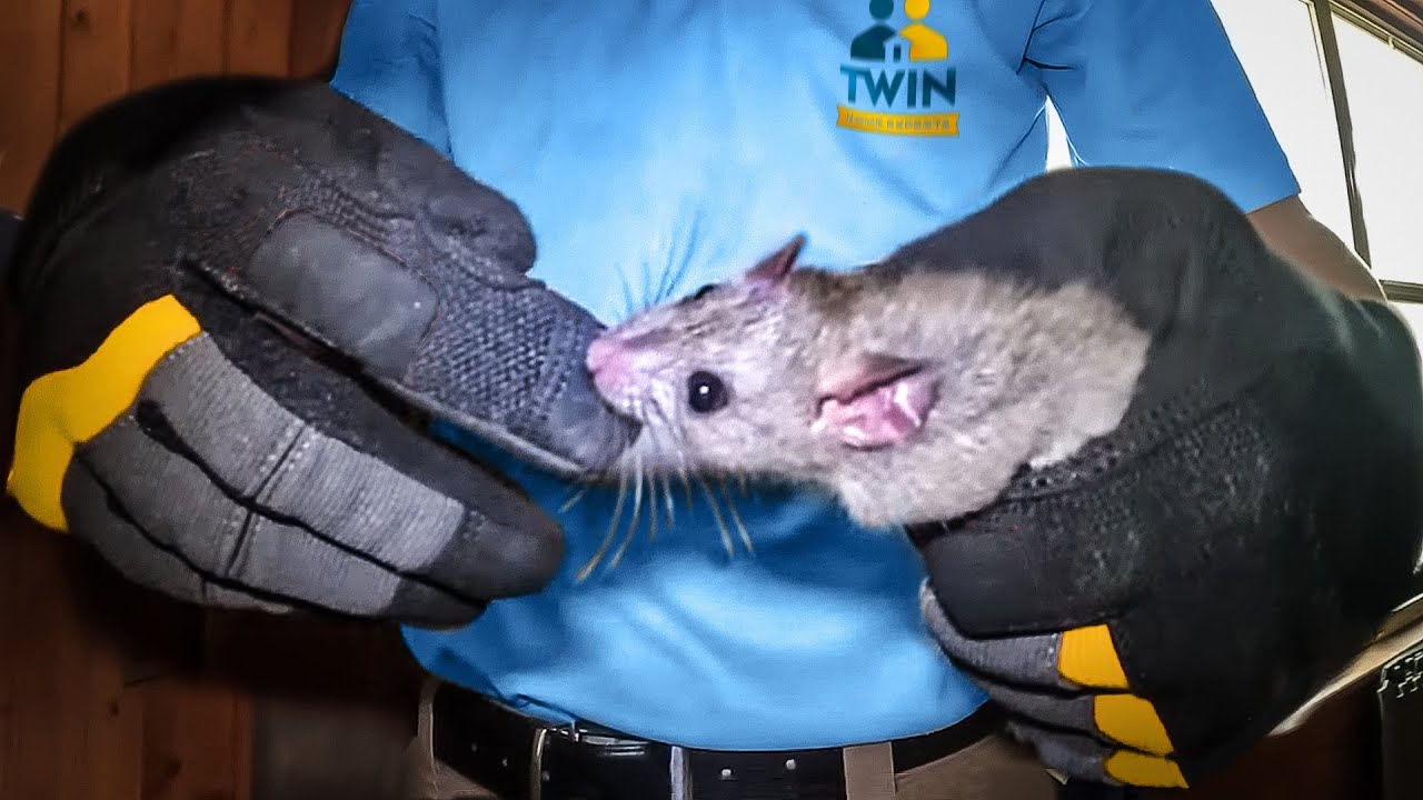 **WARNING** the BEST way to catch a lot of rats FAST!!...compilation ...