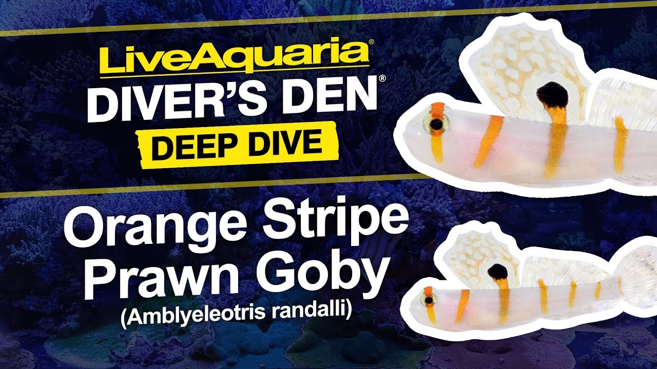 LiveAquaria® Diver’s Den® Deep Dive: Orange Stripe Prawn Goby ...