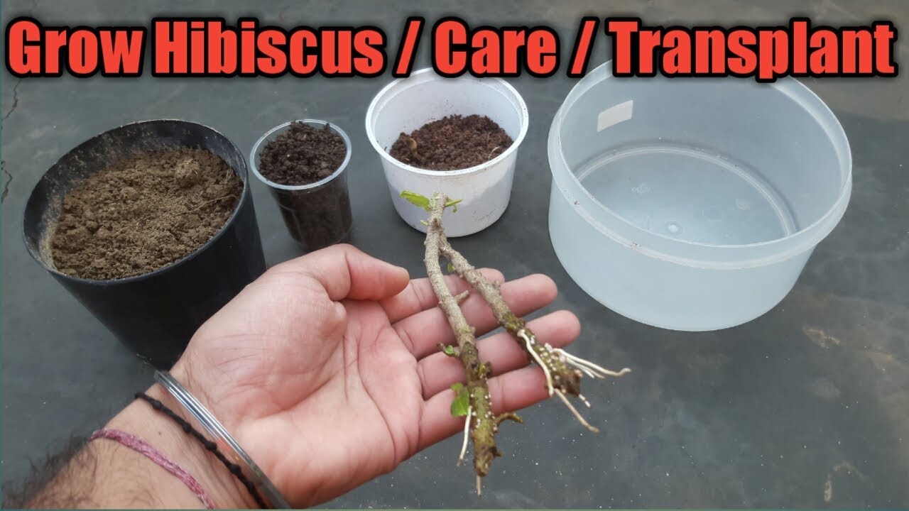 How To Grow Hibiscus Cuttings Grow Hibiscus Plant From Cuttings YouTube How To Grow Hibiscus Cuttings Grow Hibiscus Plant From Cuttings YouTube