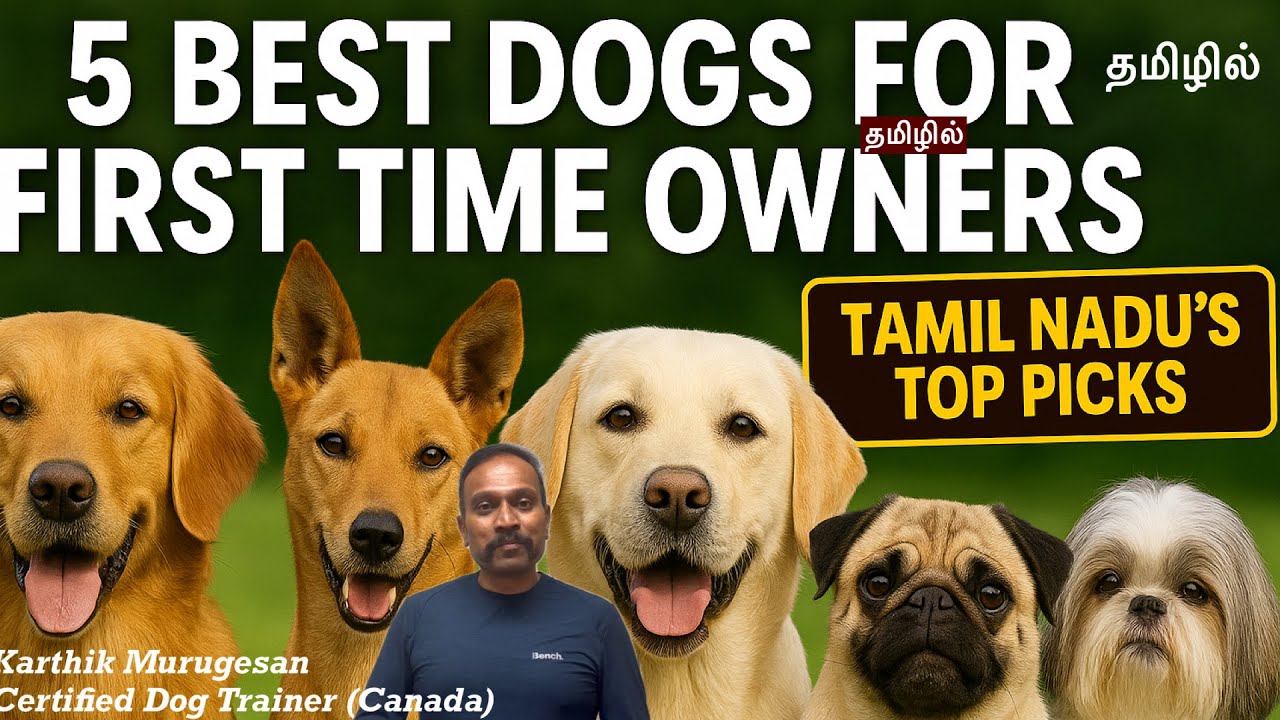 Top 5 Dog Breeds for First Time Owners in India & Tamilnadu (Best ...