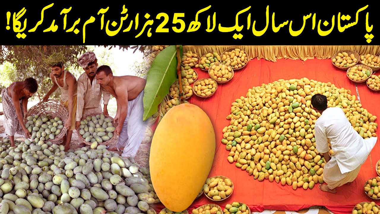 Pakistan will export 125 thousand tons of Mangoes | Mango Import Export ...