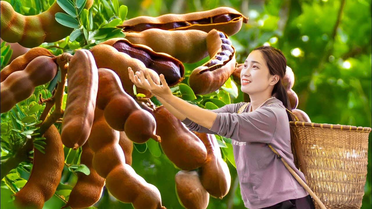 Farm life | Harvesting tamarind drying them in the dew goes to sell ...