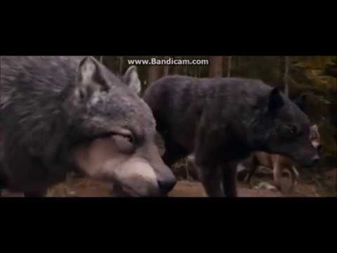 Twilight Wolves-Superhero (Simon Curtis)