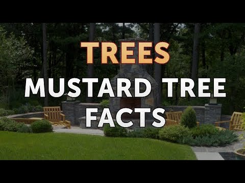 Mustard Tree Facts - YouTube