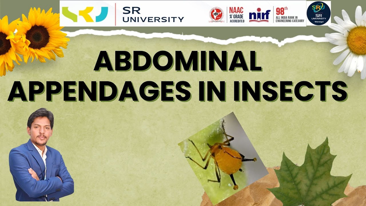 Abdominal appendages in insects - YouTube