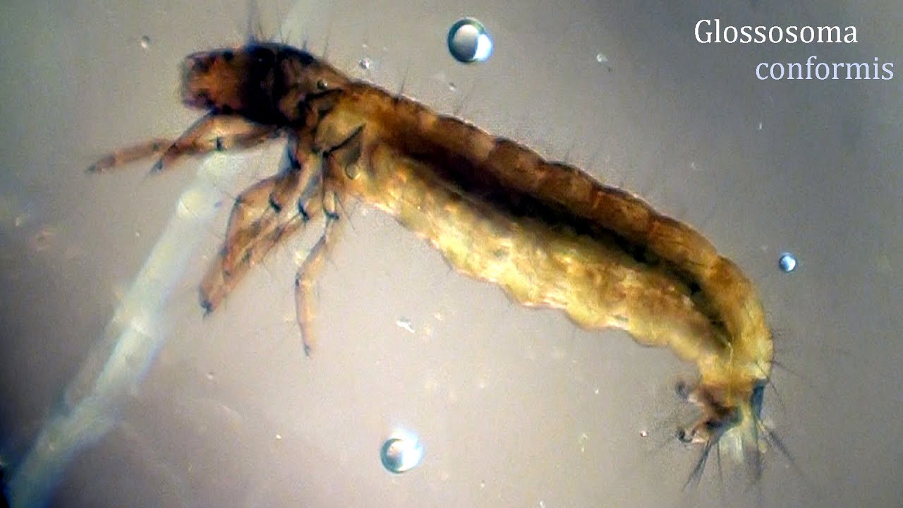 Glossosoma conformis - YouTube