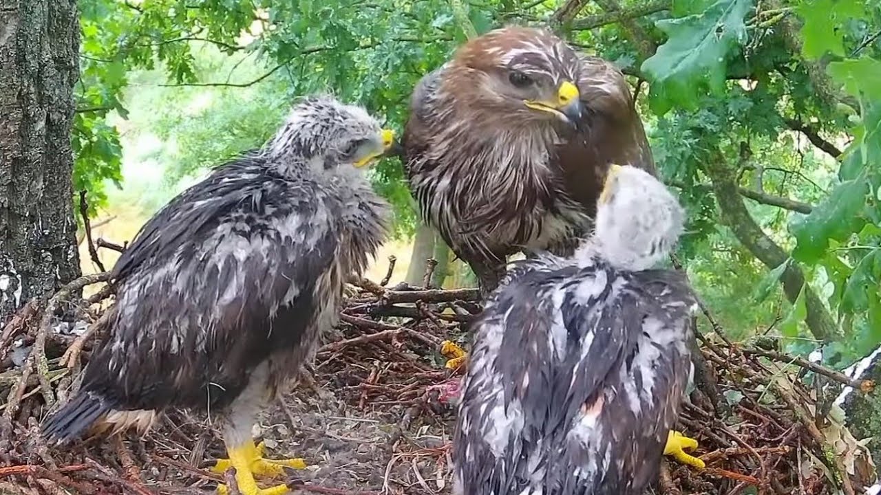 Common Buzzards | Lunch time for baby buzzards | June 04, 2022 - YouTube
