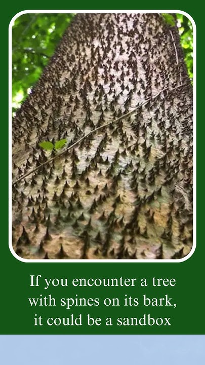 The sandbox tree. 😲🤯😐😶#facts #danger #explosion - YouTube