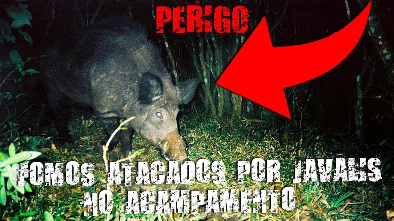 FOMOS ATACADOS POR JAVALIS DURANTE A NOITE NA SELVA - Ep13 LARGADOS E ...