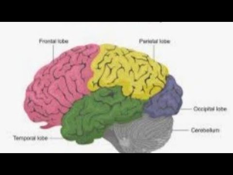 Function of Human Brain 🧠