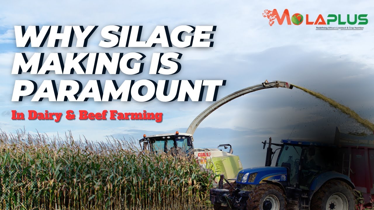 This Is Why Silage Making Is Paramount In Dairy & Beef Farming - YouTube