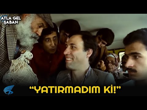 Atla Gel Şaban  | Niyazi Altılıyı Tutturuyor Ama Kuponu Yatırmıyor!