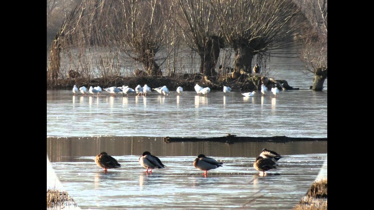 marais de cambrin - YouTube