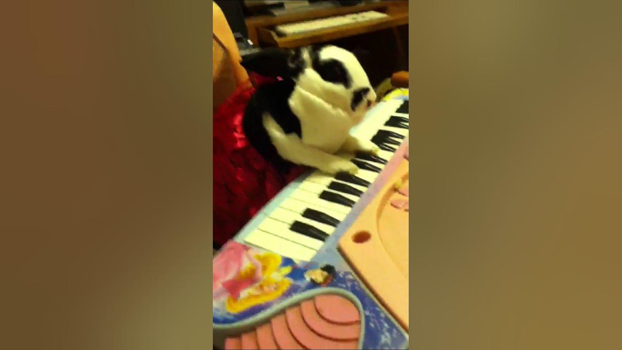 Keyboard Bunny! - YouTube