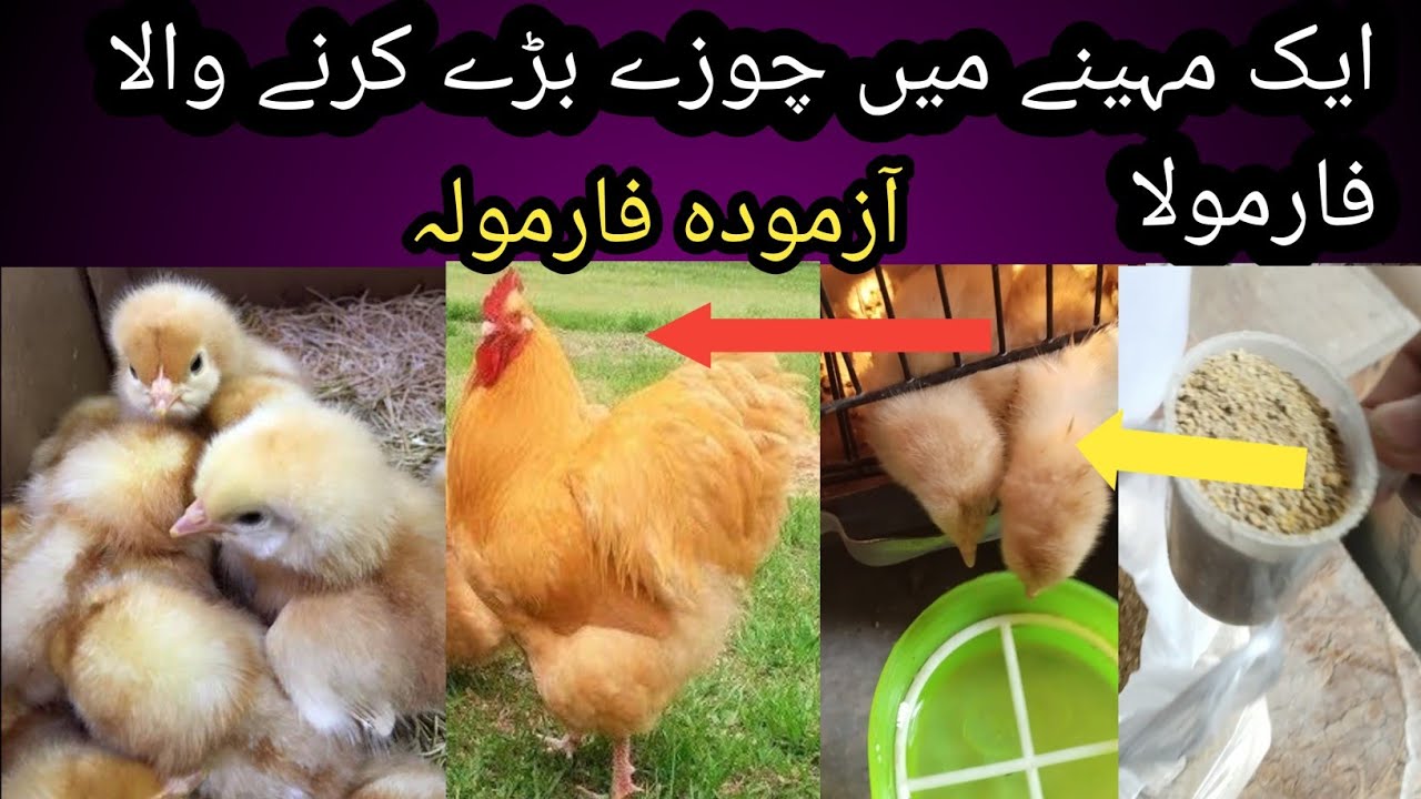 How to growth fast Chiks || how to grow chickens fast || best feed for ...