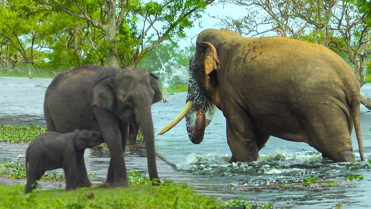 Amazing footage of elephants; they cross the lake with their babies ...