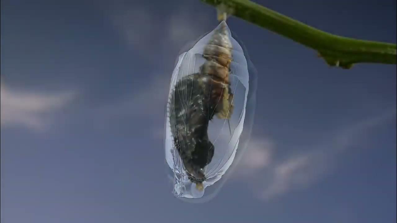 David Attenborough: Butterfly's "Extraordinary Metamorphosis" - YouTube