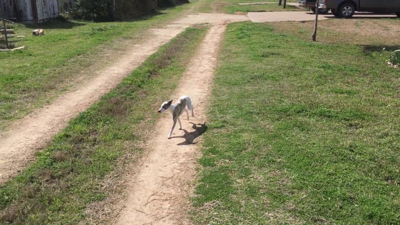 3 month old Whippet: Willow - YouTube
