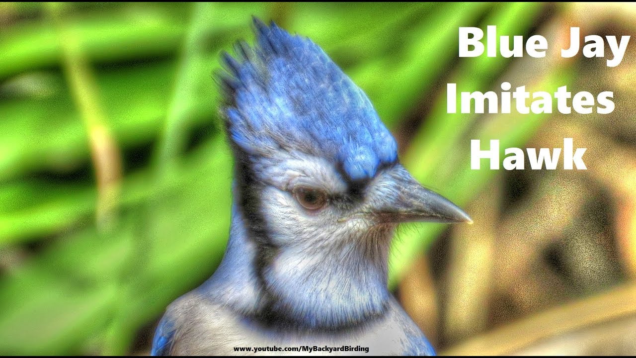 Blue Jay Imitates Red Shouldered Hawk Call - Close and Loud! - YouTube