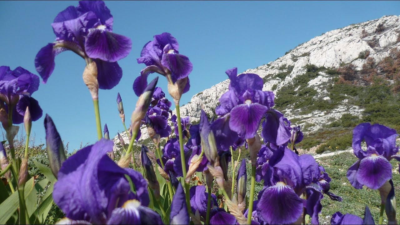 n°350 La flore des Calanques ! Robert le C@l@nqu@is ! - YouTube