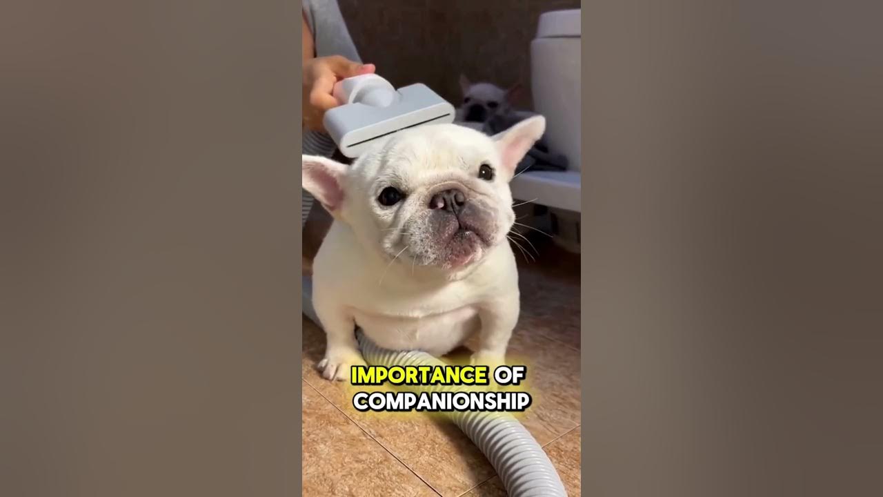 🌟 Introducing the French Bulldog! 🌟 - YouTube
