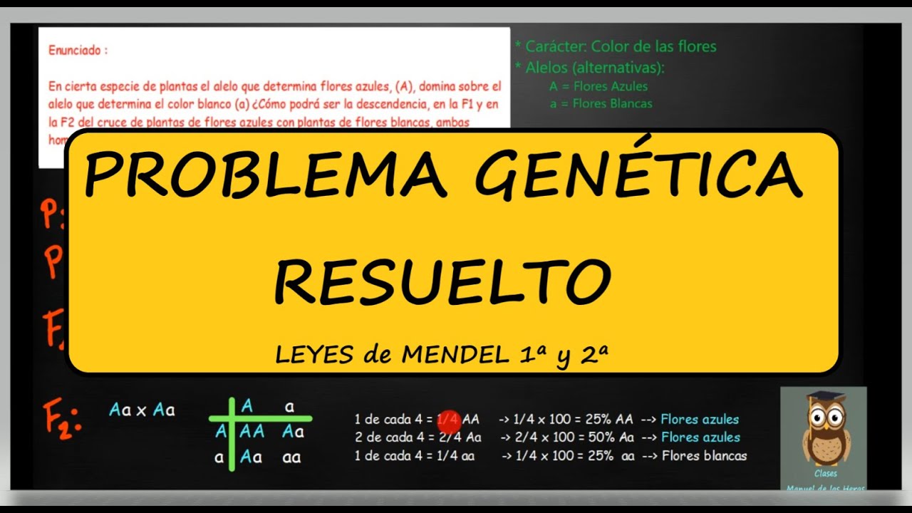 PROBLEMA GENÉTICA MENDELIANA RESUELTO 1ª Y 2ª Ley de Mendel - YouTube