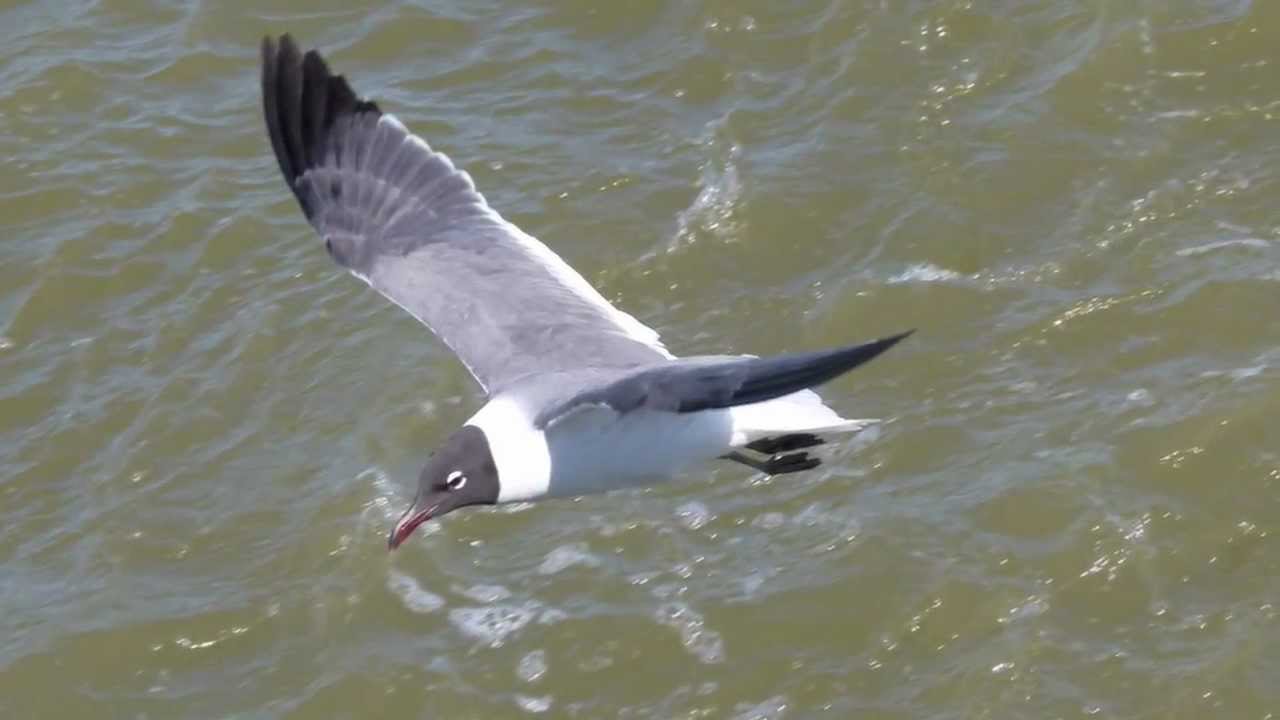 Seagulls Ride Ferry Boat Air Currents - YouTube