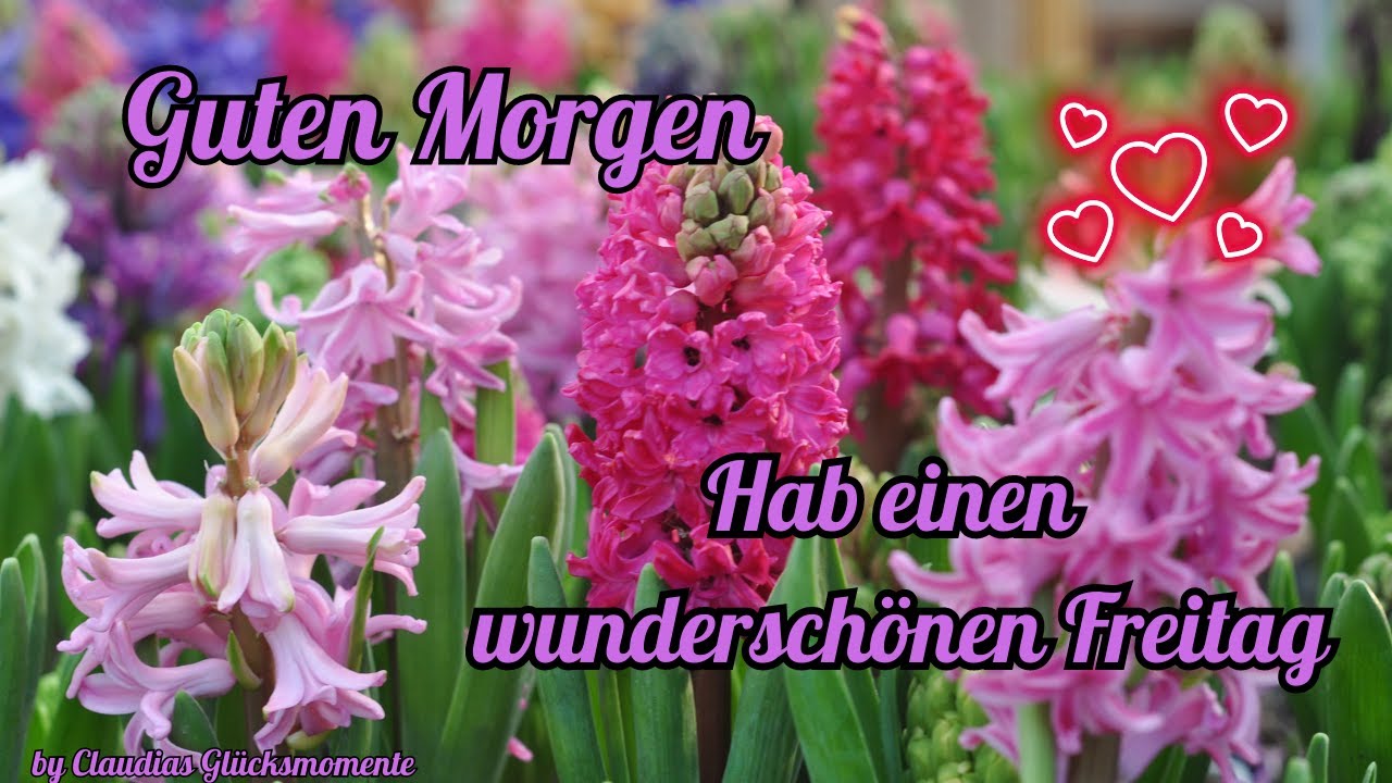 Wunderschonen Guten Morgen Freitag