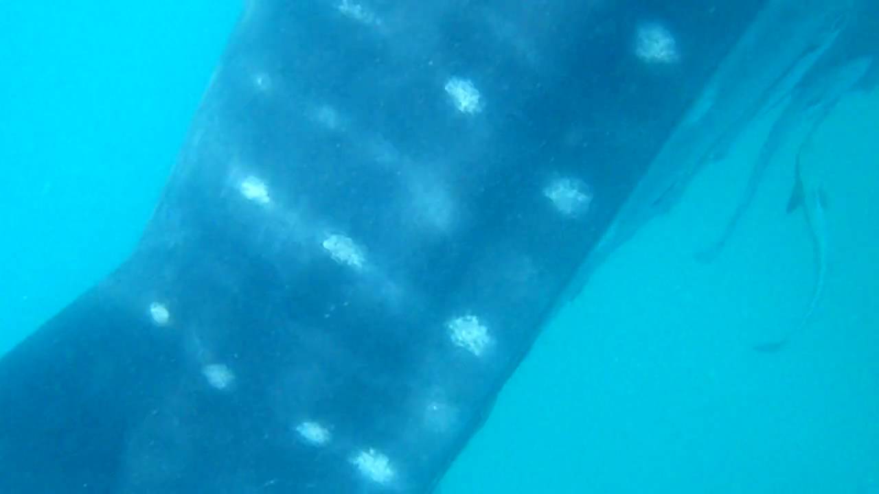 Whale_Shark.AVI - YouTube