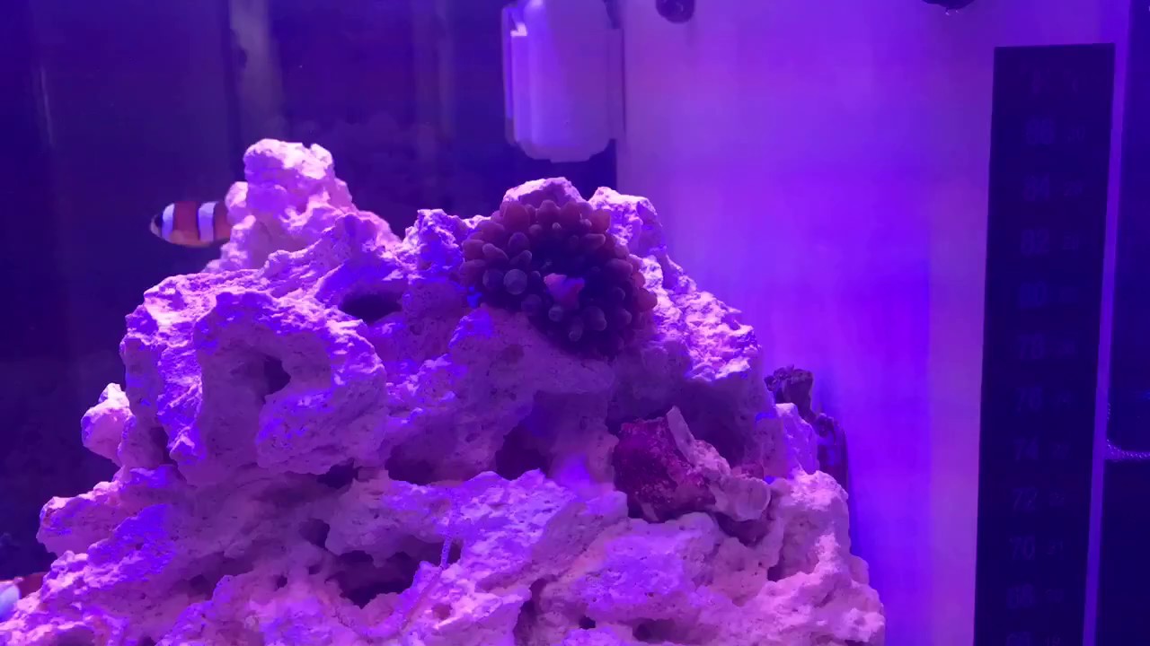 Rainbow Rose Bubble Tip Anemone RBTA feeding in time lapse - YouTube