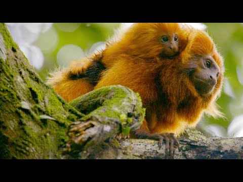 The Amazing Adaptation That Keeps Tamarin Numbers Up