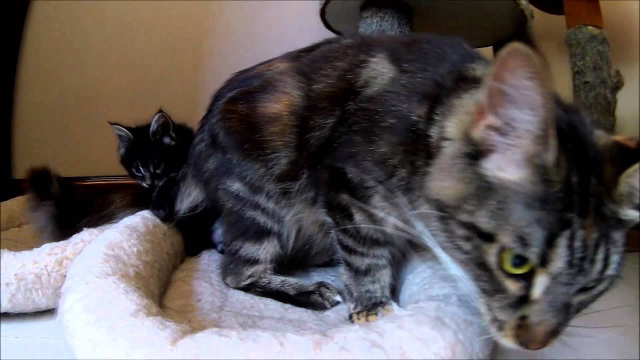 2015-12-06 Zorbit and Zingara at 6plus weeks - YouTube
