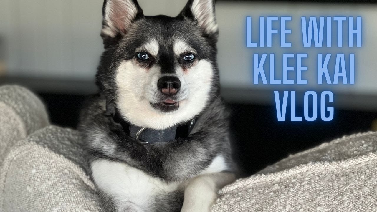 Day In The Life Of Alaskan Klee Kai | Vet Trip Vlog - YouTube