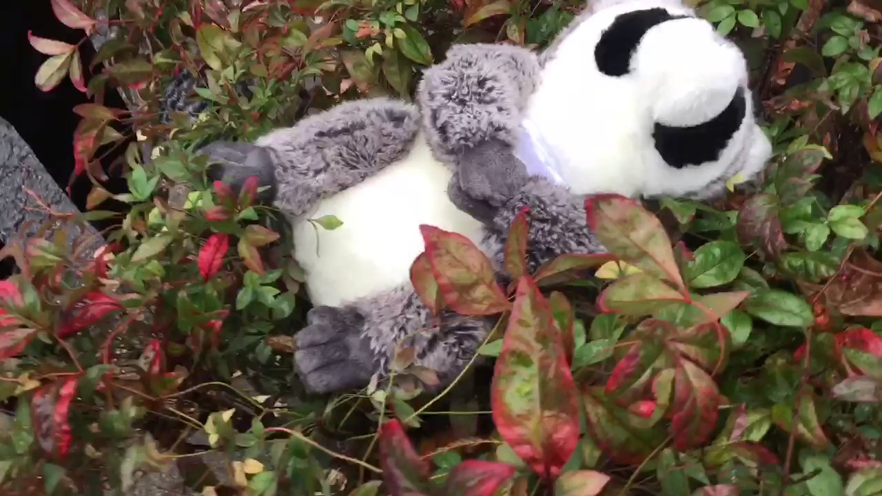 SAVE THE PANDAS - YouTube