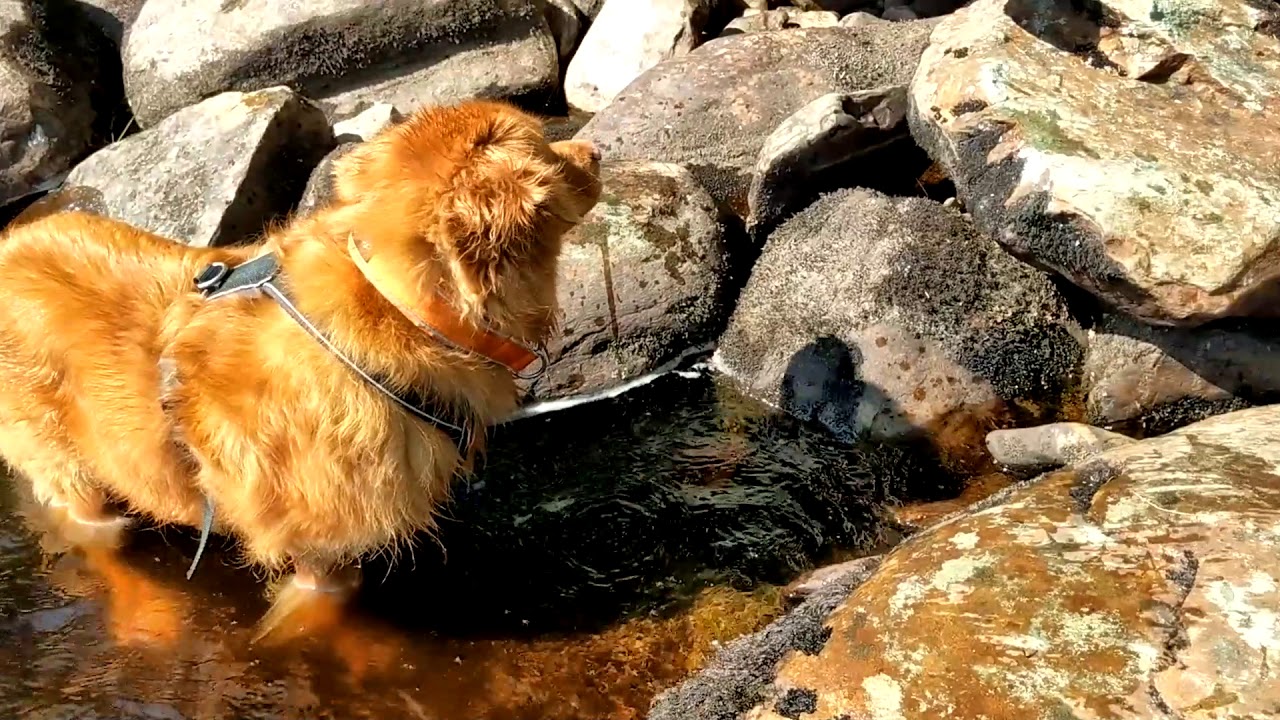 Liscombe River Hike August 2019 - YouTube