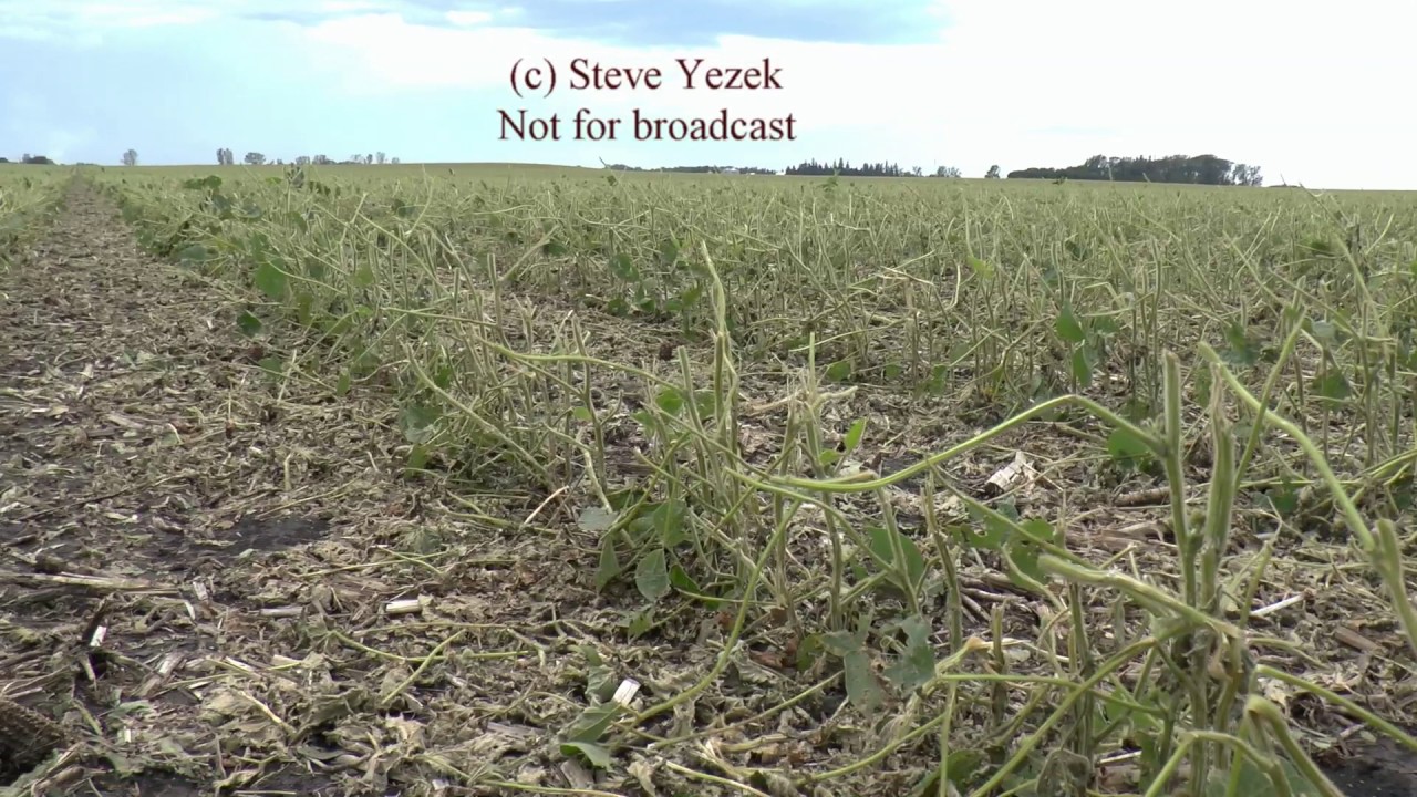 Crop damage Klemme Iowa - YouTube