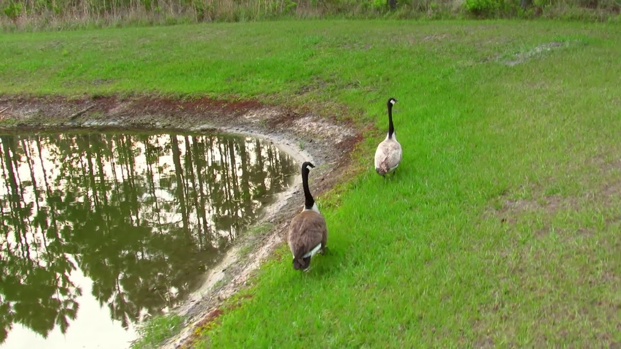 Leucistic Canada Goose - YouTube