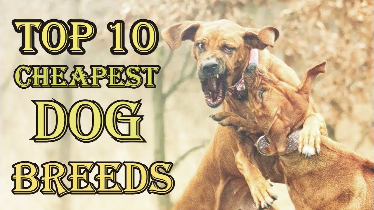 Top 10 Cheapest Dog Breeds In The World - YouTube