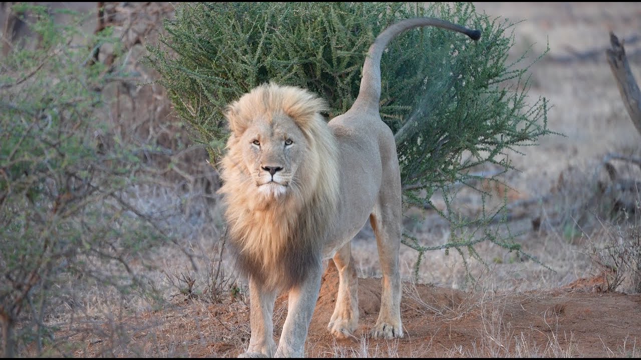 🦁 Majesty in Motion: The Lion's Mark 🌿 - YouTube