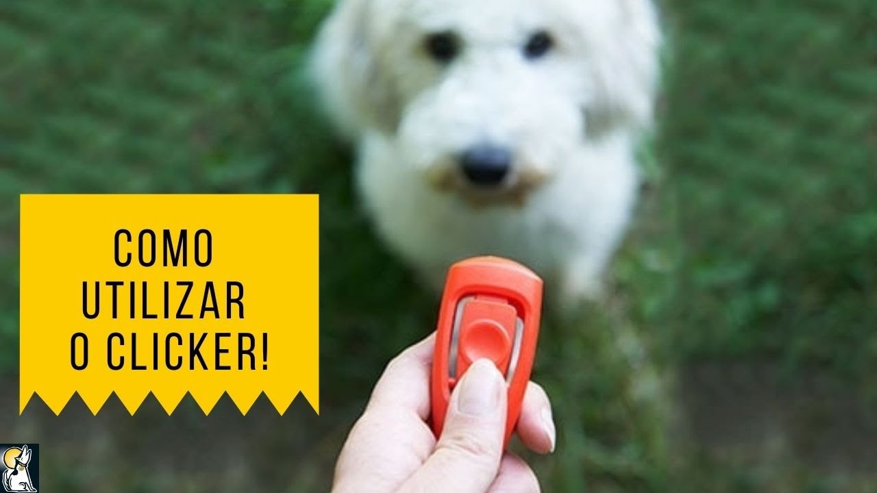 Como usar o clicker, o que é o clicker - YouTube