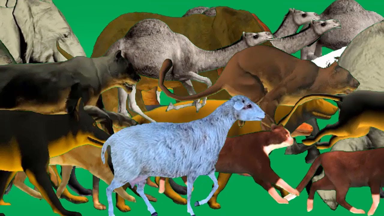 Animals Stampede Running and Walking Green Screen Blue Screen Best HD ...