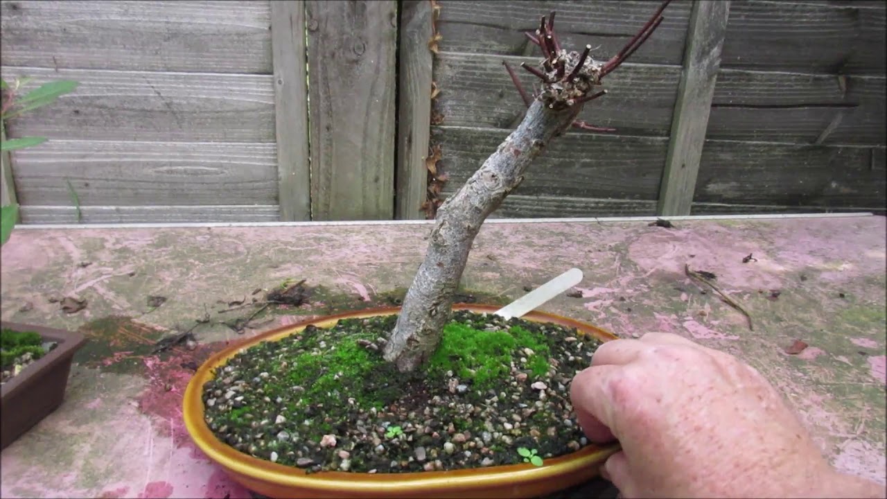 Bonsai Inspiration Pollarded Willows on the Somerset Levels Update Sept ...