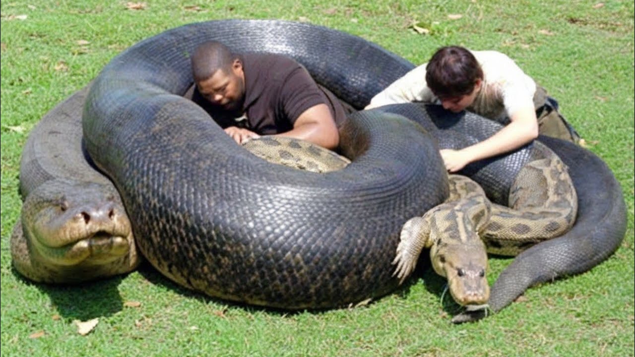 The World’s Largest Snake Ever Filmed — Nature’s Gentle Giant - YouTube