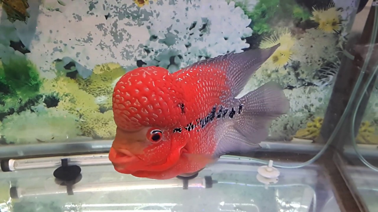Angry & Beautiful LuoHan Fish - YouTube