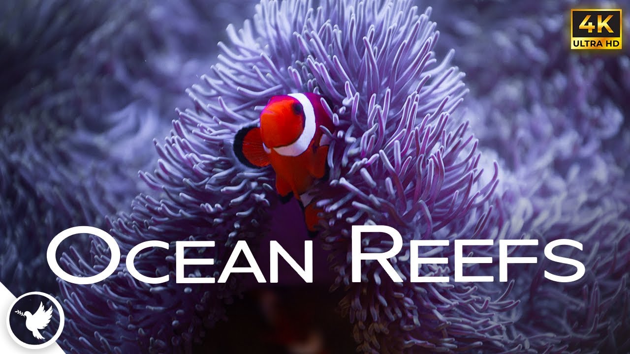 Beautiful Ocean Reefs in Stunning 4K Ultra HD - Relax With Soothing ...