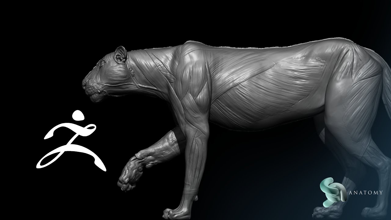 Tiger Anatomy Sculpting In Zbrush (Fine Details) #4 - YouTube