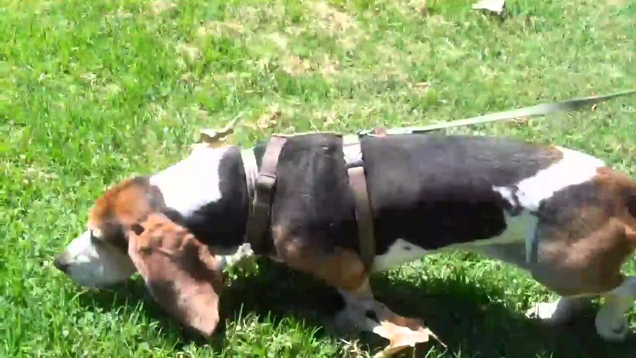 Homer - Basset Hound Rescue of So. Calif. - YouTube