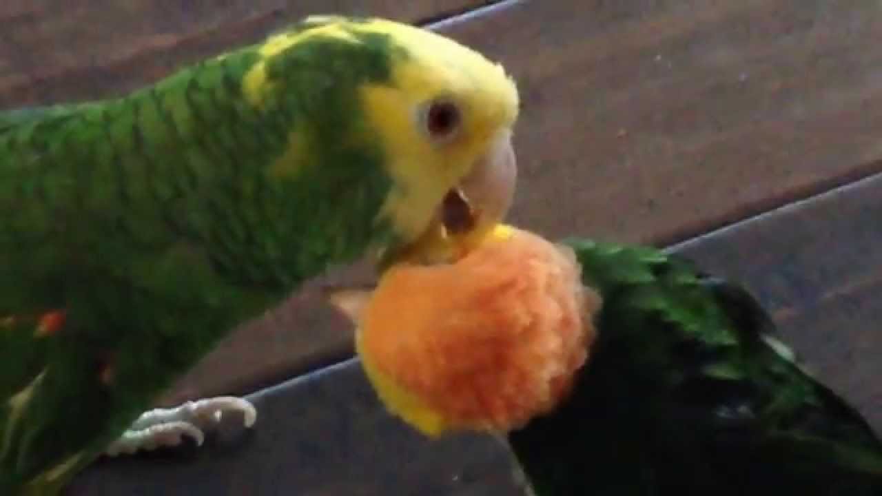 Amazon and Caique - Parrots playing, preening and protecting. 4Sep2014 ...