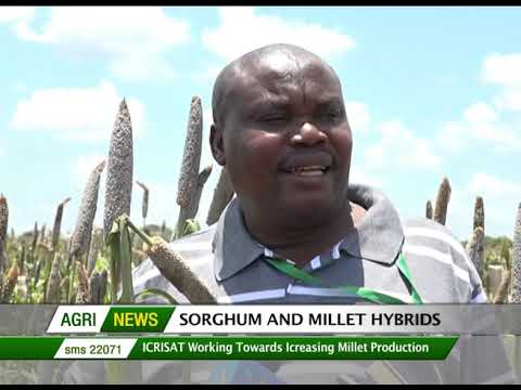 ICRISAT working towards increasing millet and sorghum production in ...